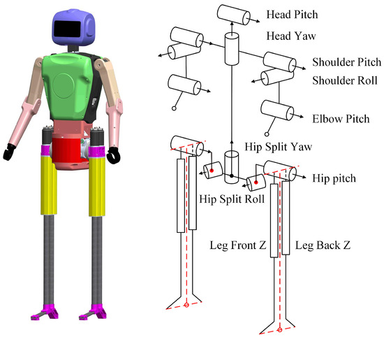 High Dynamic Bipedal Robot with Underactuated Telescopic Straight Legs