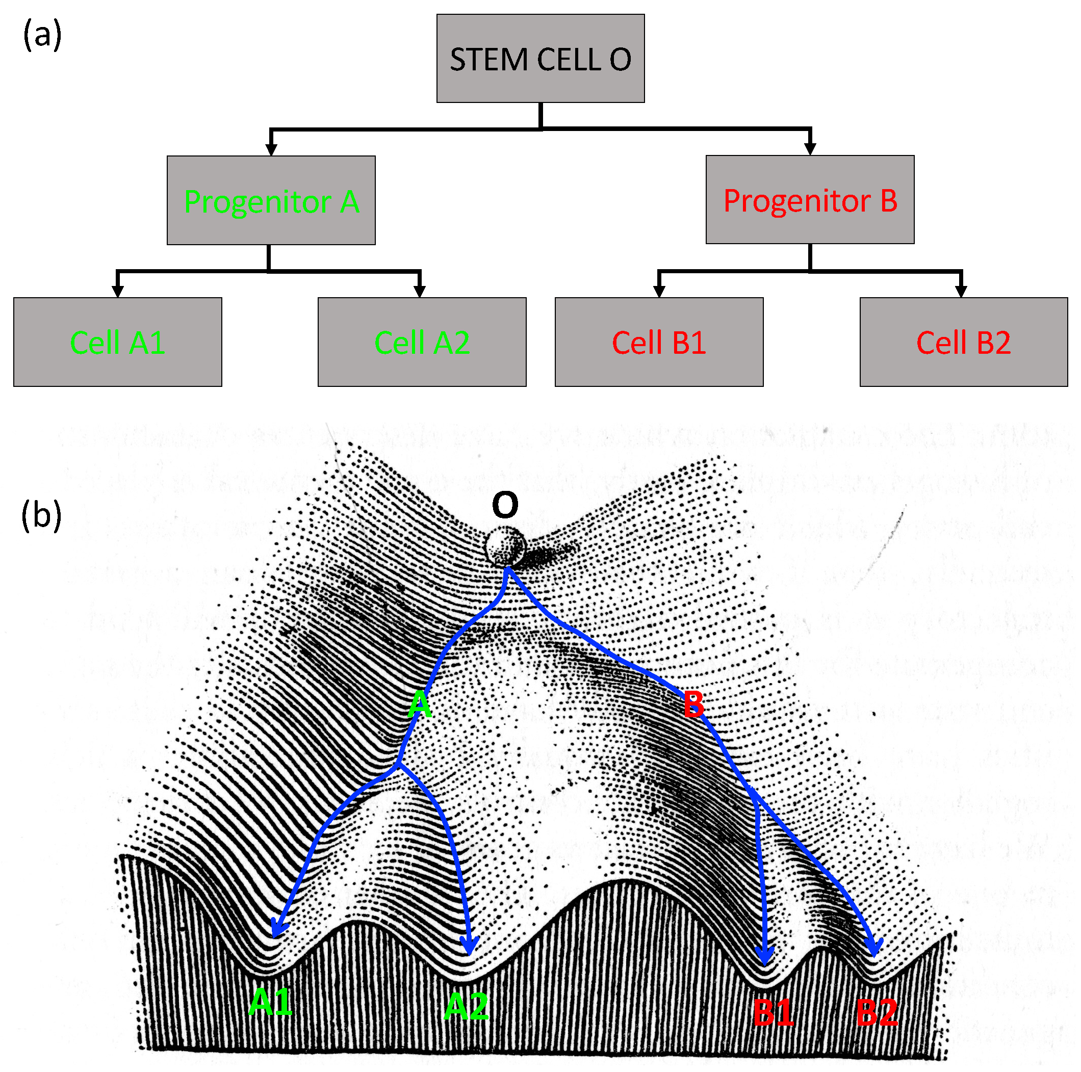 Hierarchical Symmetry-Breaking Model for Stem Cell Differentiation