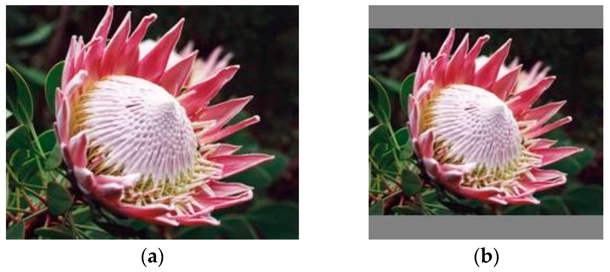 SA-ConvNeXt: A Hybrid Approach for Flower Image Classification Using ...