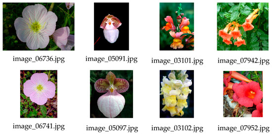 SA-ConvNeXt: A Hybrid Approach for Flower Image Classification Using ...