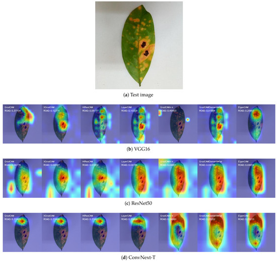 ConvNext as a Basis for Interpretability in Coffee Leaf Rust Classification