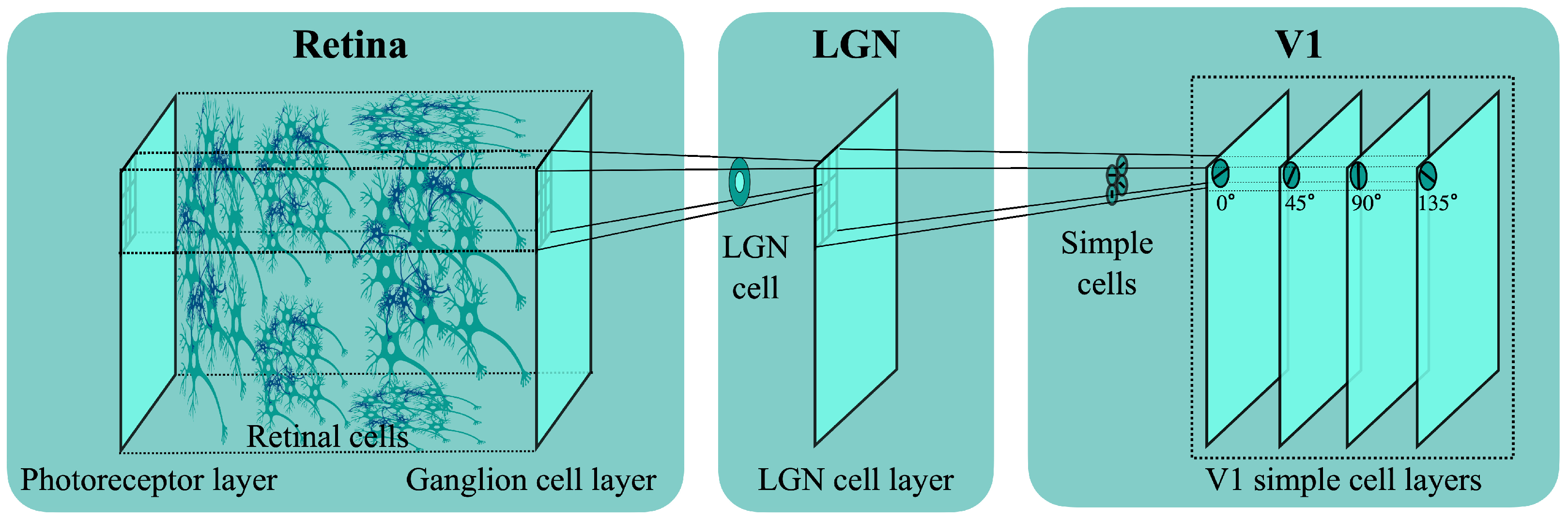 Enhancing Convolutional Neural Network Robustness Against Image Noise via an Artificial Visual ...
