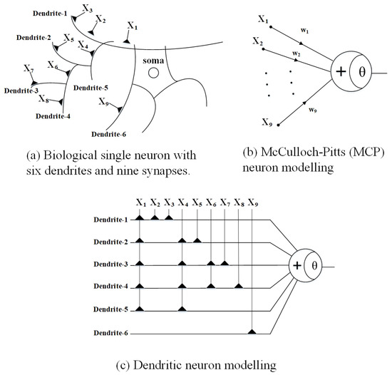 Toward Next-Generation Biologically Plausible Single Neuron Modeling: An Evolutionary Dendritic ...