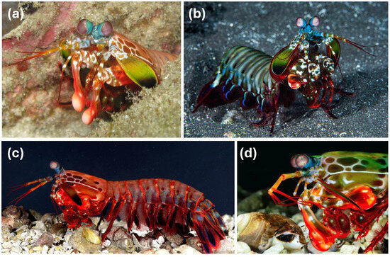 A Novel Bio-Inspired Optimization Algorithm Based on Mantis Shrimp Survival Tactics