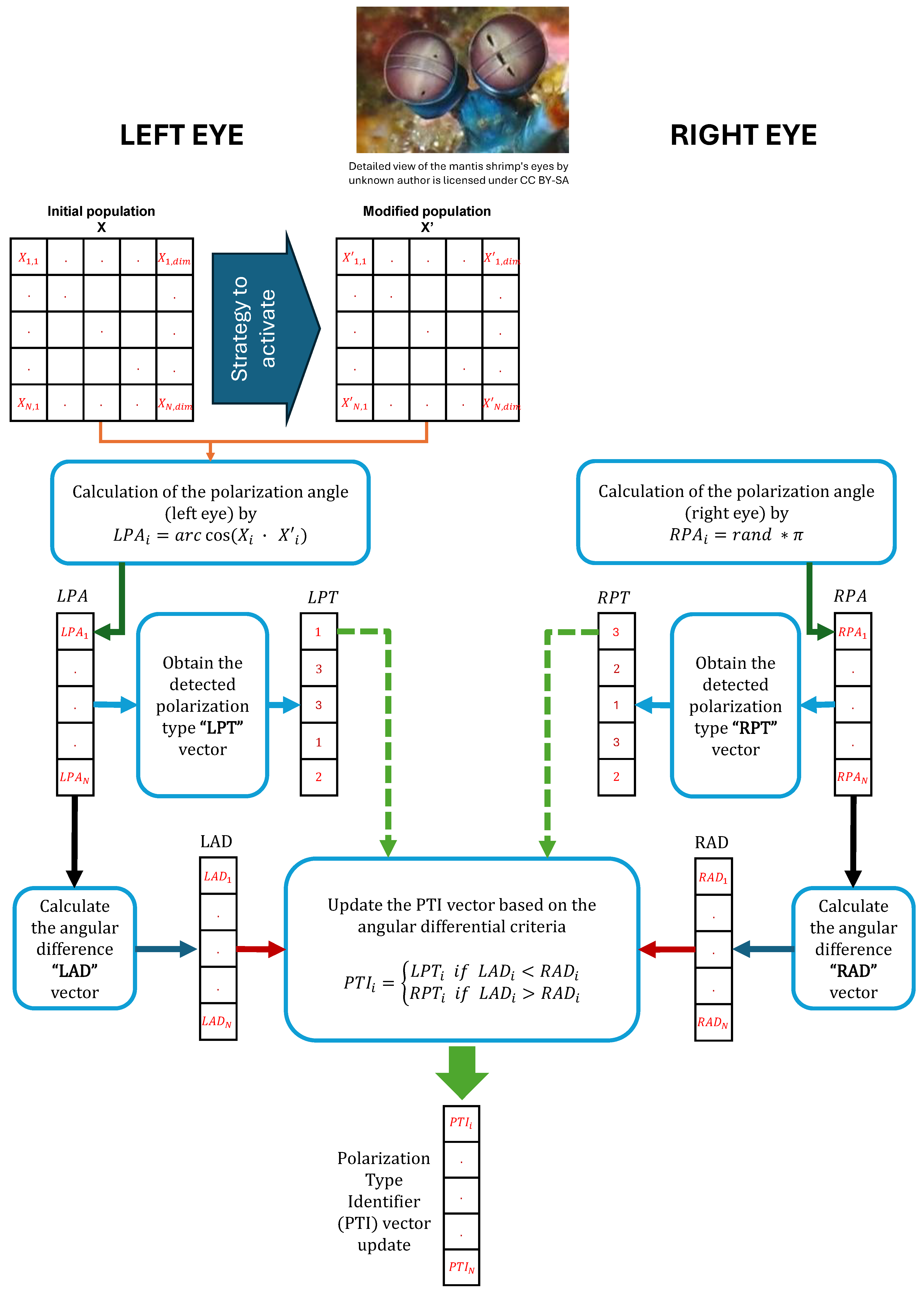 A Novel Bio-Inspired Optimization Algorithm Based on Mantis Shrimp ...