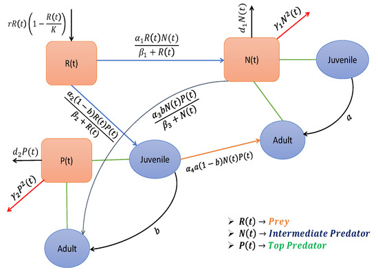 MCA | Free Full-Text | Role Reversals in a Tri-Trophic Prey–Predator Interaction System: A Model ...