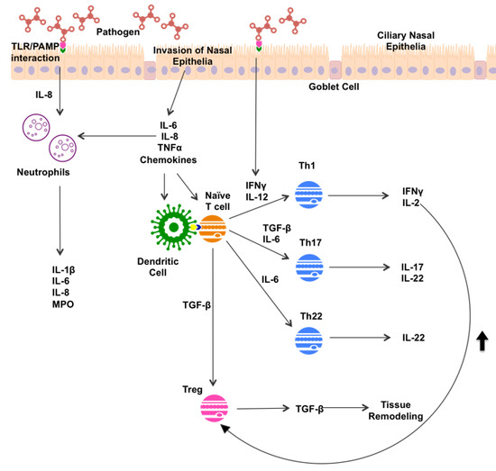 Inflammation and Endotyping in Chronic Rhinosinusitis—A Paradigm Shift