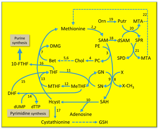 Alterations of Methionine Metabolism as Potential Targets for the ...