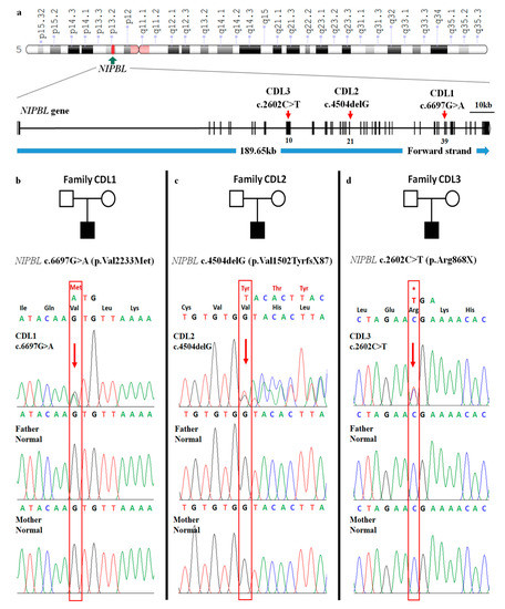 De novo NIPBL Mutations in Vietnamese Patients with Cornelia de Lange ...