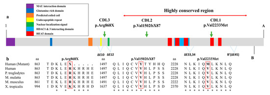 De novo NIPBL Mutations in Vietnamese Patients with Cornelia de Lange ...