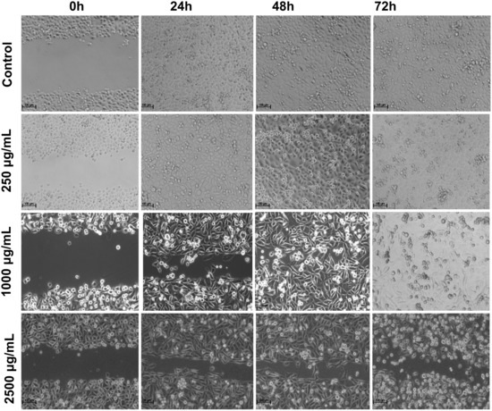 Stevia Eupatoria and Stevia Pilosa Extracts Inhibit the Proliferation ...