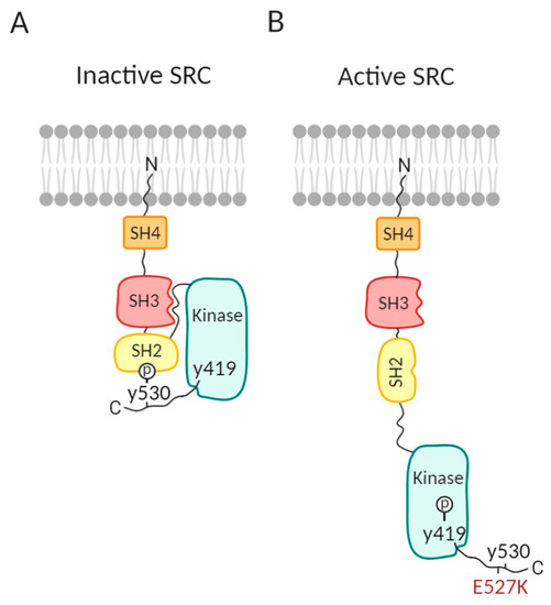 The (Patho)Biology of SRC Kinase in Platelets and Megakaryocytes