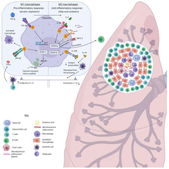 The Role of Complement System and the Immune Response to Tuberculosis ...