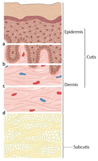 Historical Evolution of Skin Grafting—A Journey through Time