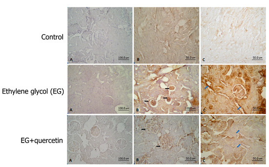 Protective Effects of Quercetin on Oxidative Stress-Induced Tubular ...