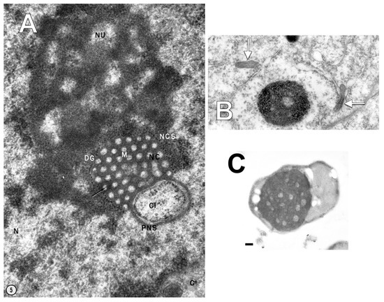 Extruded Nucleoli of Human Dental Pulp Cells