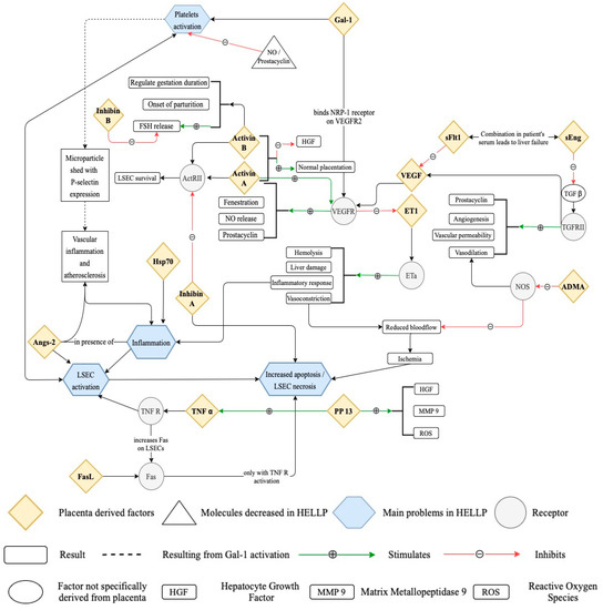 HELLP Syndrome—Holistic Insight into Pathophysiology