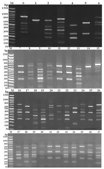 Comparative Genotypic Analysis of RAPD and RFLP Markers for Molecular ...