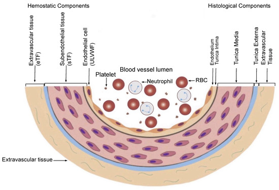 Molecular Pathogenesis of Endotheliopathy and Endotheliopathic ...