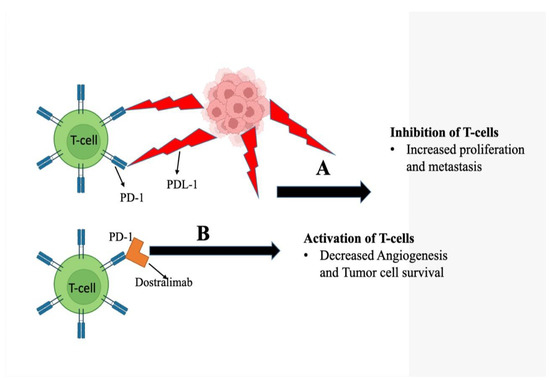 Dostarlimab an Inhibitor of PD-1/PD-L1: A New Paradigm for the ...