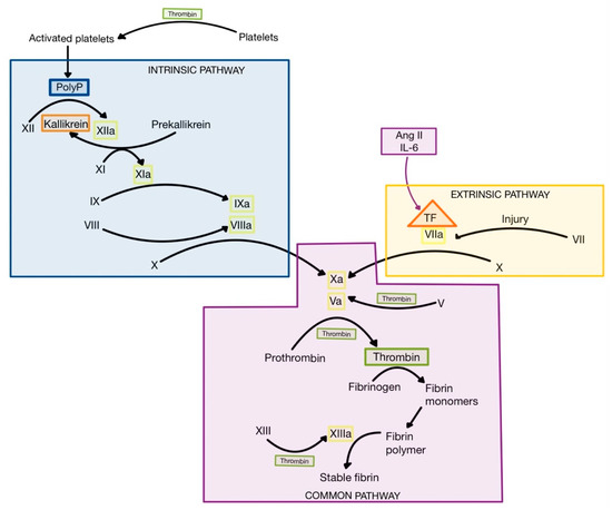 The RAAS Axis and SARS-CoV-2: From Oral to Systemic Manifestations