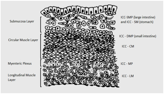 Interstitial Cells of Cajal—Origin, Distribution and Relationship with ...