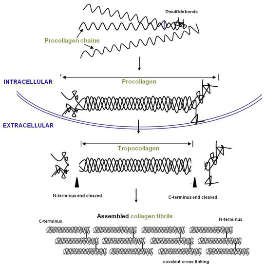 Autologous Collagen-Induced Chondrogenesis: From Bench to Clinical ...