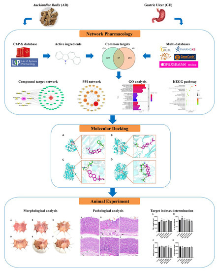 Pharmacological Mechanism of Aucklandiae Radix against Gastric Ulcer ...