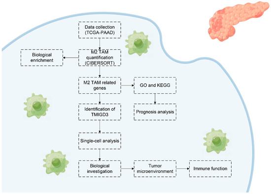 Comprehensive Investigation Illustrates the Role of M2 Macrophages and ...