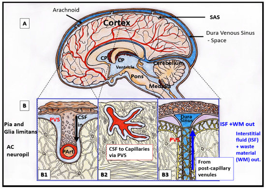 Why Are Perivascular Spaces Important?
