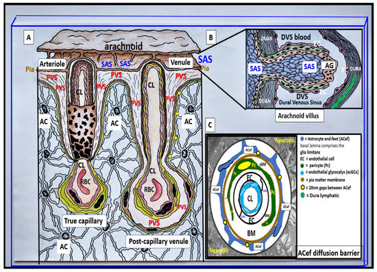 Why Are Perivascular Spaces Important?