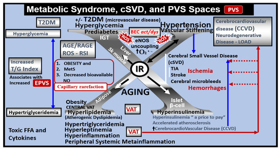 Why Are Perivascular Spaces Important?