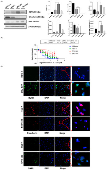 The Role of ROR1 in Chemoresistance and EMT in Endometrial Cancer Cells