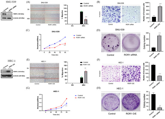The Role of ROR1 in Chemoresistance and EMT in Endometrial Cancer Cells