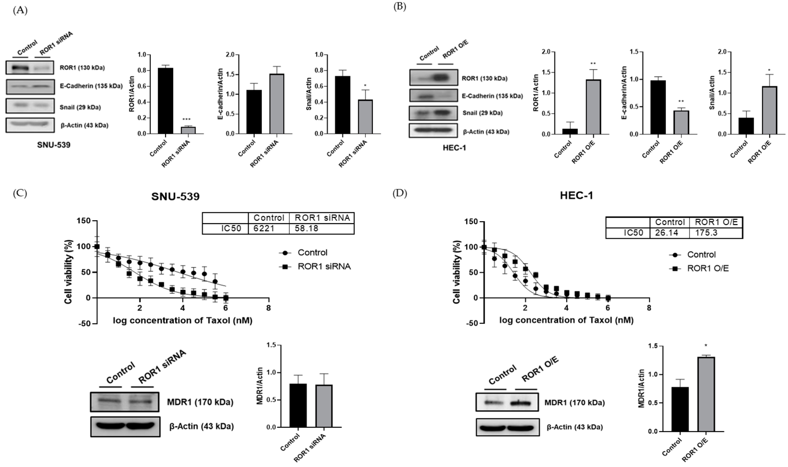 The Role of ROR1 in Chemoresistance and EMT in Endometrial Cancer Cells