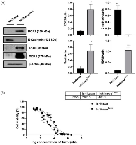 The Role of ROR1 in Chemoresistance and EMT in Endometrial Cancer Cells