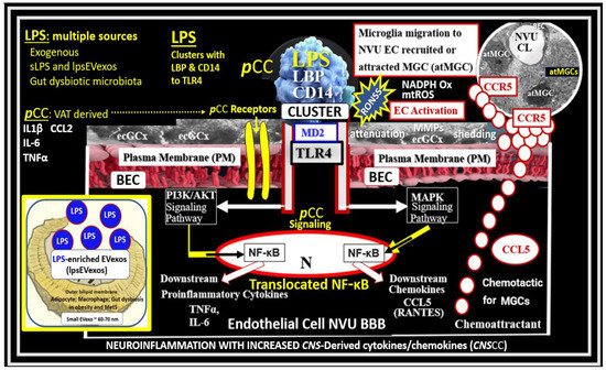 Brain Endothelial Cells Play a Central Role in the Development of ...