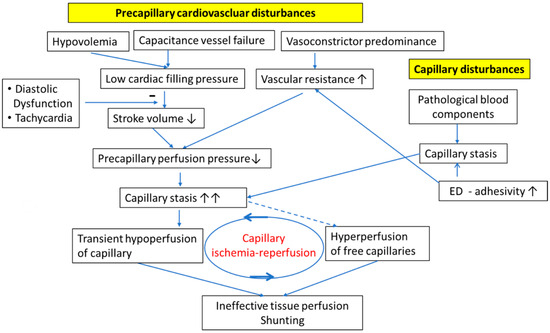 Medicina | Free Full-Text | Microvascular Capillary and Precapillary ...