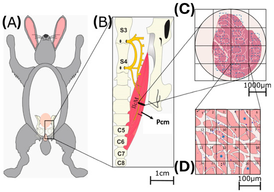 Shift from Pro- to Anti-Inflammatory Phase in Pelvic Floor Muscles at ...