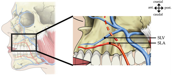 Course and Relation of the Facial Vessels—An Anatomical Study