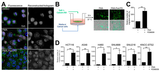 THP-1 Monocytic Cells Are Polarized to More Antitumorigenic Macrophages ...