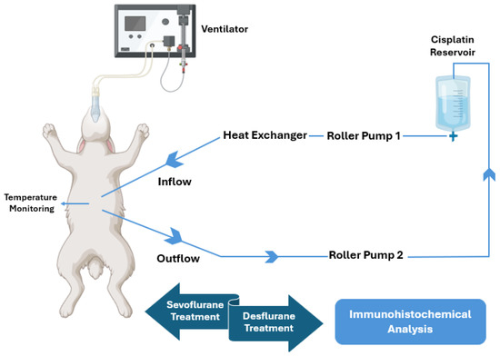 Evaluation of the Effect of Different Inhalation Agents on Ovaries with ...