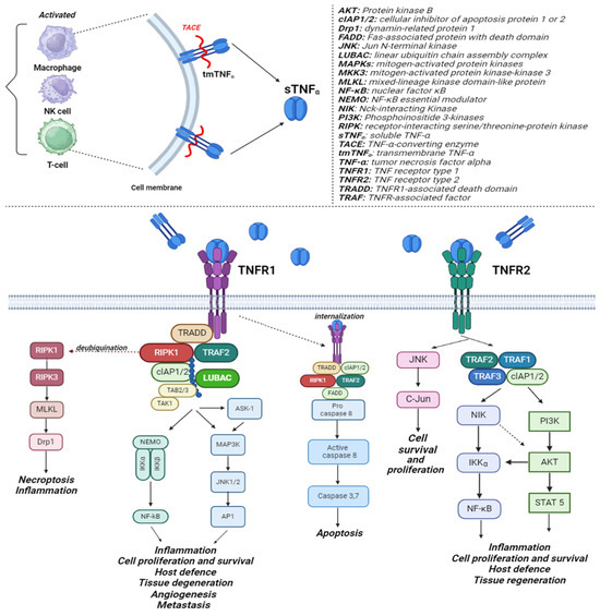 Neurological Side Effects of TNF-α Inhibitors Revisited: A Review of ...