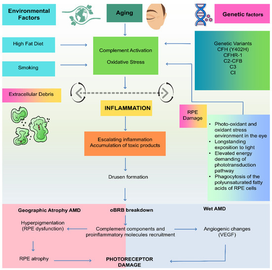 Age-Related Macular Degeneration (AMD): Pathophysiology, Drug Targeting ...