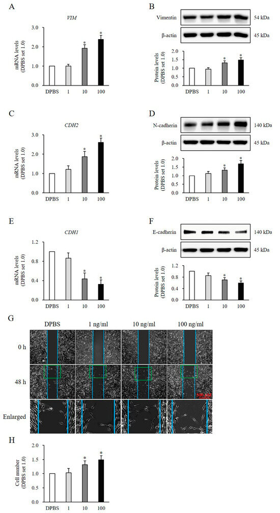 Slit1 Promotes Hypertrophic Scar Formation Through the TGF-β Signaling ...