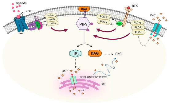 Mammalian PI-Phospholipase C Isozymes: Structural and Functional ...