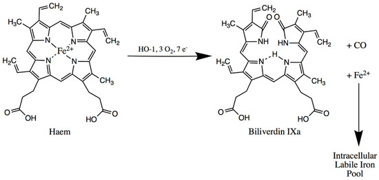 A Short Review of Iron Metabolism and Pathophysiology of Iron Disorders
