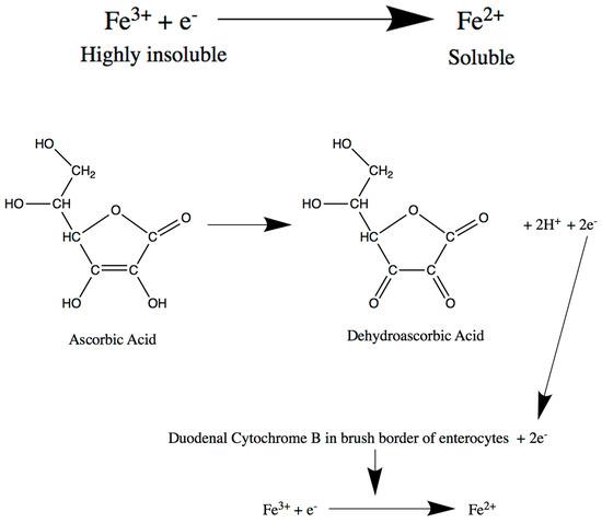 A Short Review of Iron Metabolism and Pathophysiology of Iron Disorders