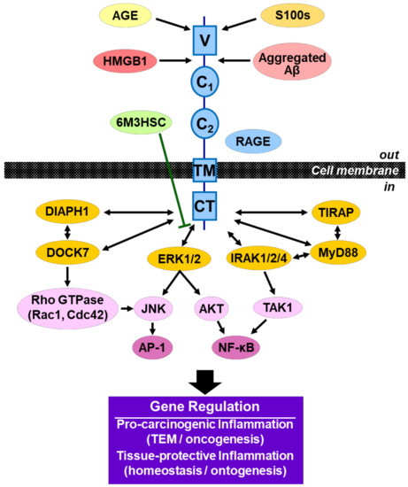 A Unique Anti-Cancer 3-Styrylchromone Suppresses Inflammatory Response ...