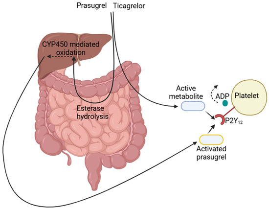 Ticagrelor Versus Prasugrel in Acute Coronary Syndrome: Real-World ...